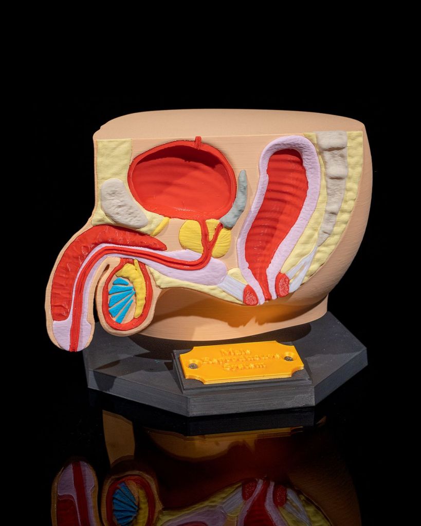 Male Reproductive System – DDD Print